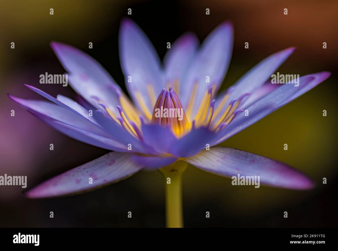 A closeup of Nymphaea caerulea, a blue water lily Stock Photo - Alamy