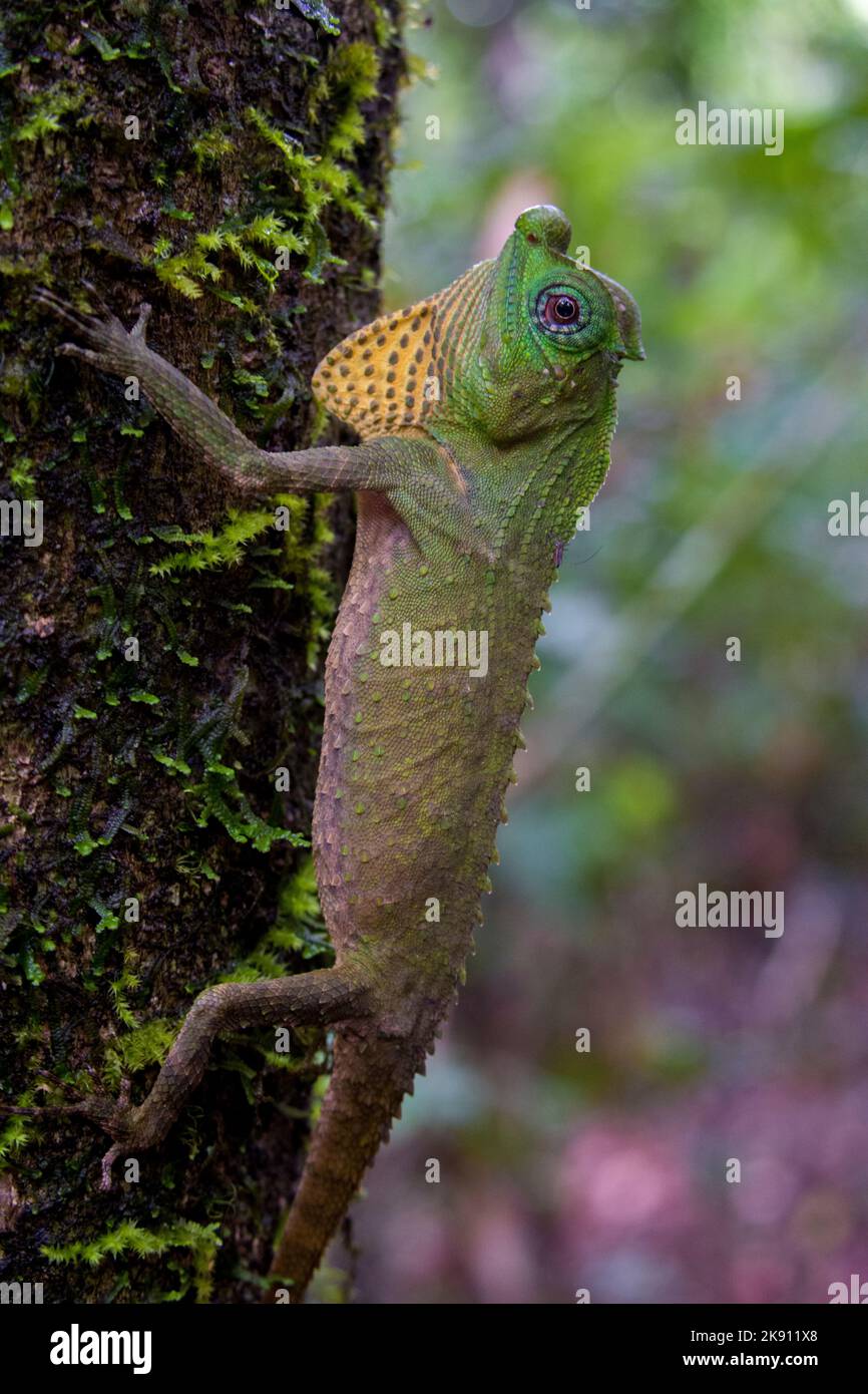 wild birds, snakes, leguans, spiders and crabs of sri lanka Stock Photo ...