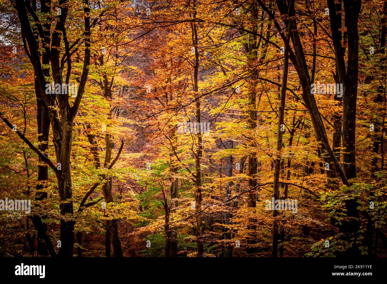 Autumn in Buila Vanturarita National Park, Carpathian Mountains ...