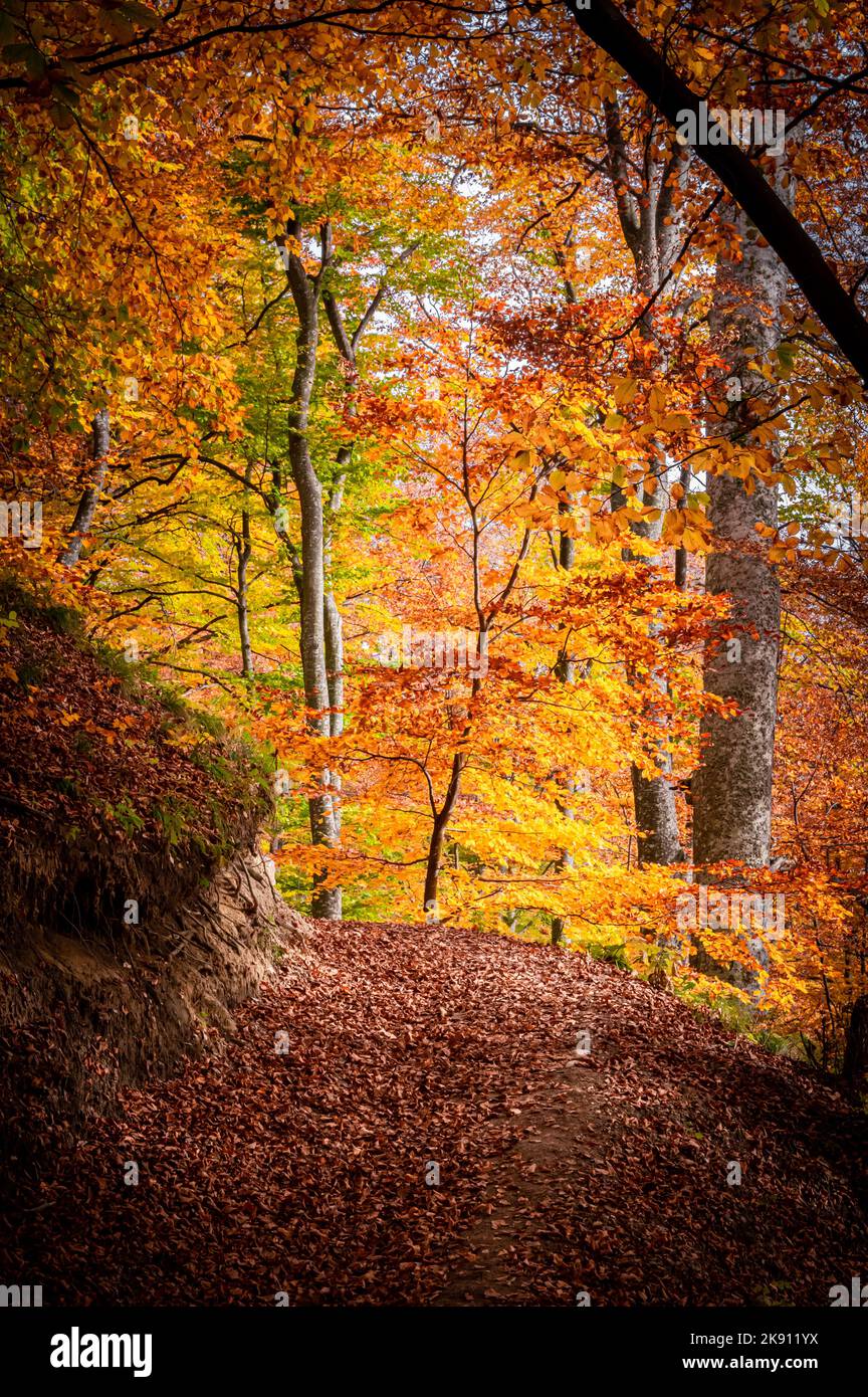 Autumn in Buila Vanturarita National Park, Carpathian Mountains ...