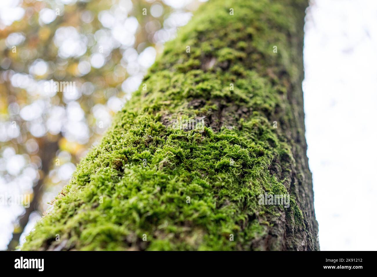 A low-angle shot of a tree covered in green moss in a forest Stock ...