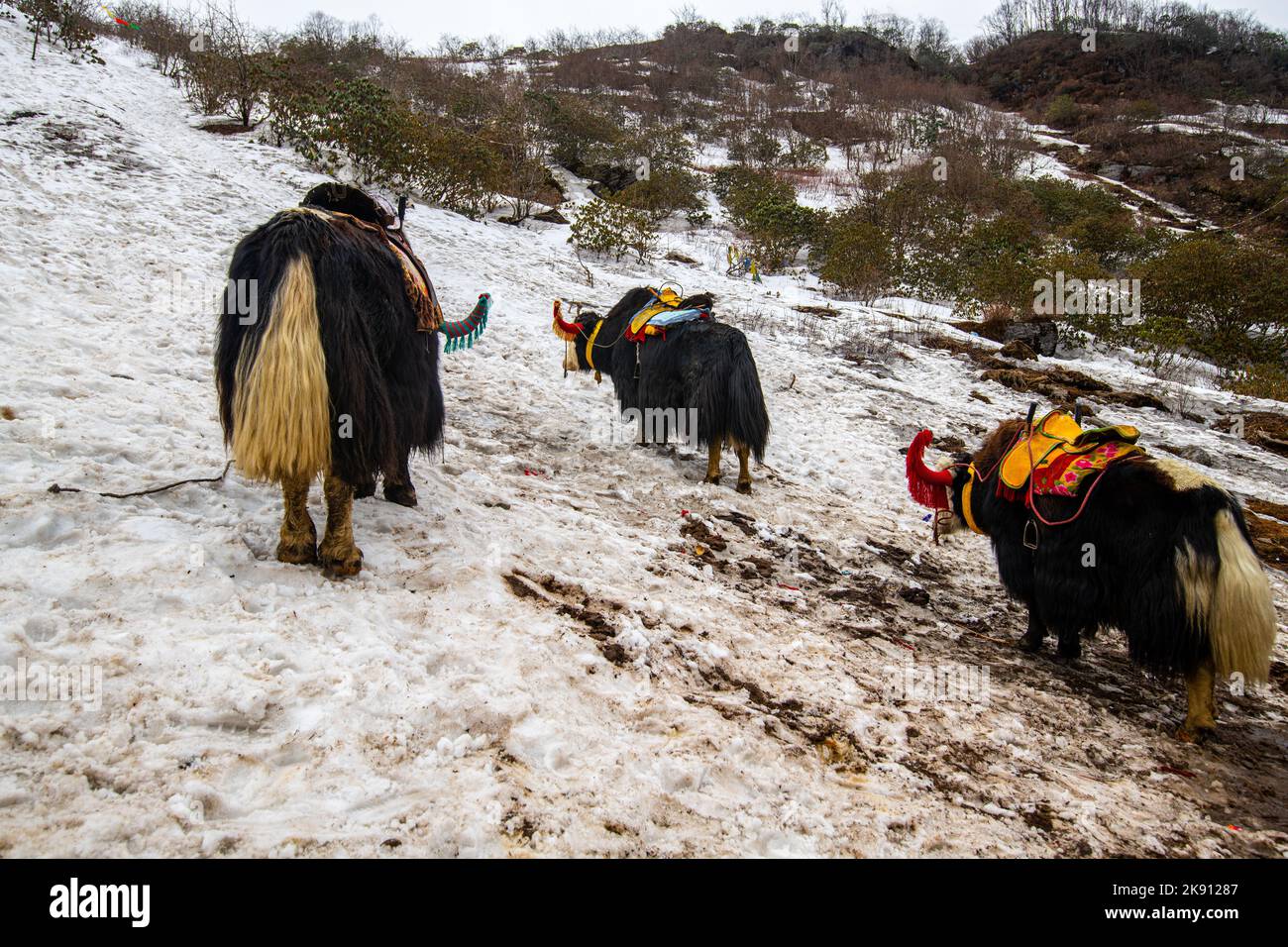 A yak decorated in dress and bells near Tsomgo Lake on top of snowy ...