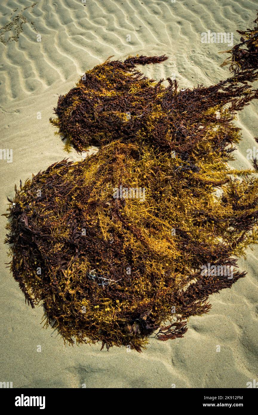 A vertical closeup of a red seaweed on a sandy ground Stock Photo - Alamy