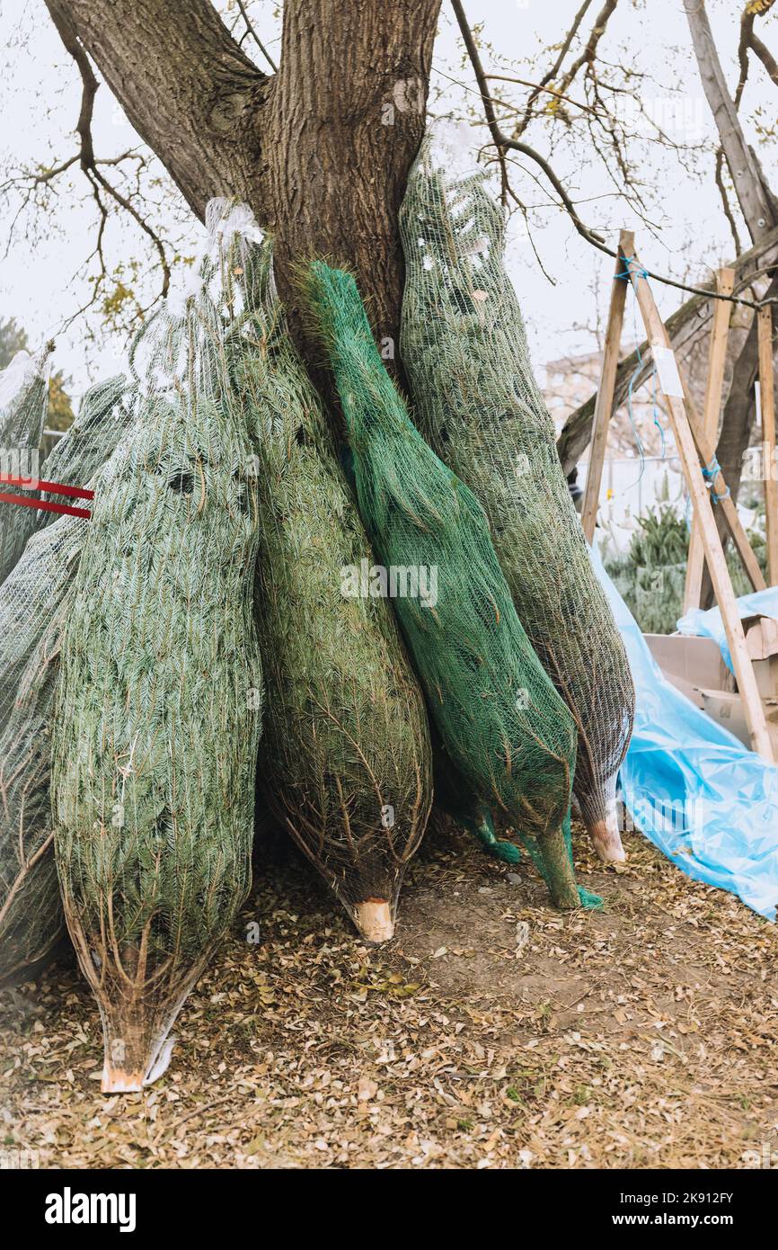 Fresh cutted pine trees wrapped in plastic net on Christmas farm market ...