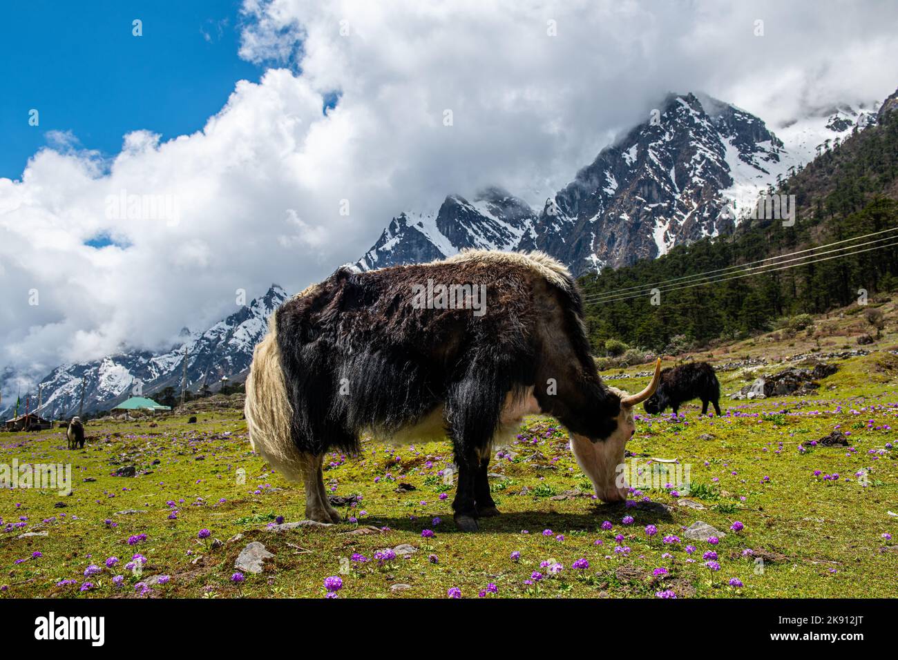 A domestic yak grazing in the beautiful green Yumesamdong valley with ...