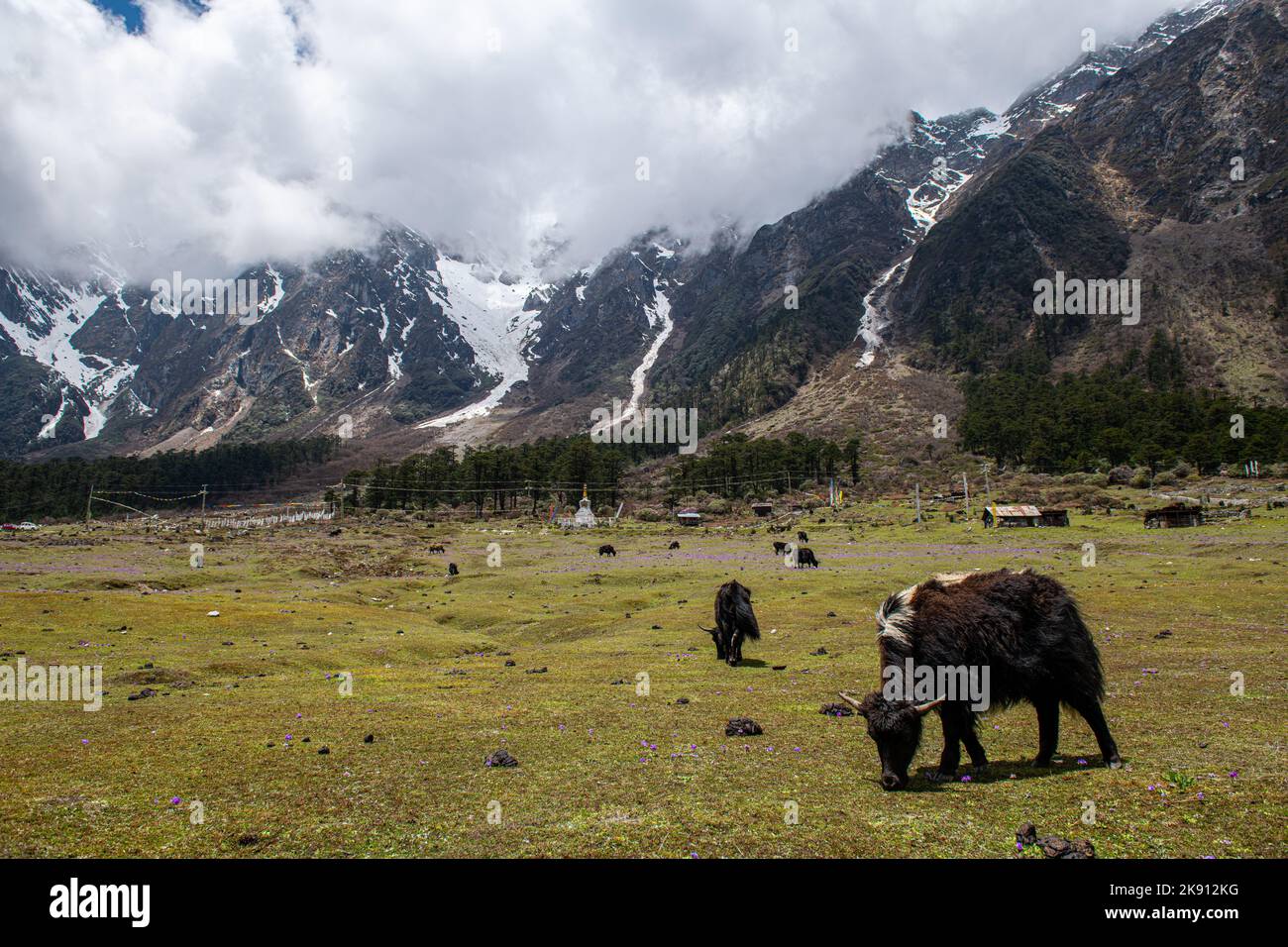 The domestic yak grazing in the beautiful mountains in the Yumesamdong ...
