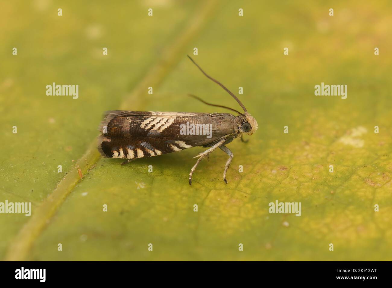 A macro shot of a clover seed moth (Grapholita compositella) on a leaf ...