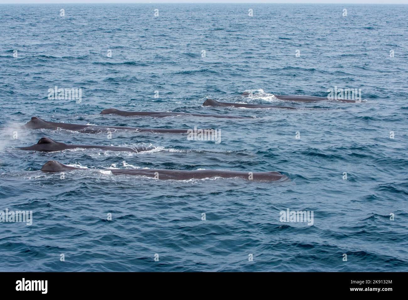 Blue wale and sri lanka hi-res stock photography and images - Alamy
