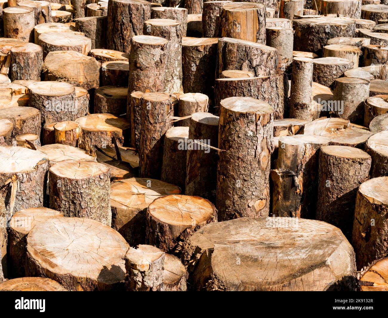 A bunch of cut tree trunks in a forest in Italy Stock Photo - Alamy