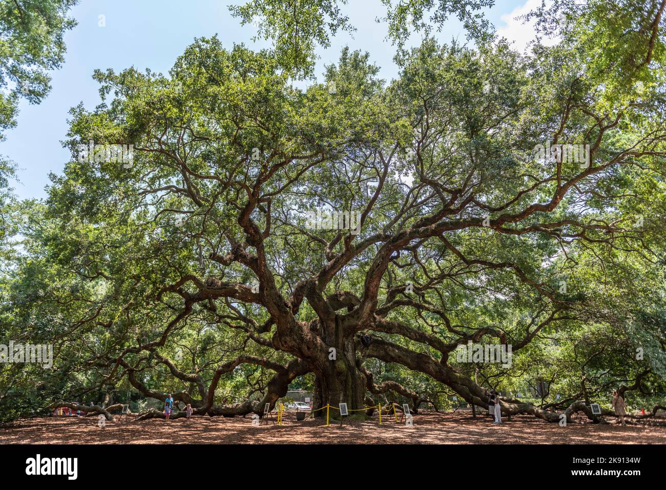 The Angel Oak Tree. Historical landmark in Charleston, South Carolina ...