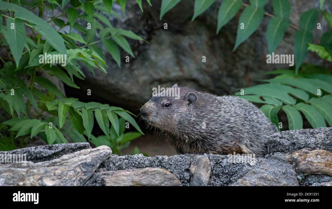Gray groundhog hi-res stock photography and images - Alamy