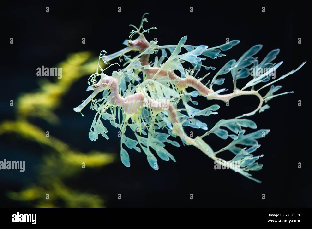 A closeup shot of tiny leafy sea dragons swimming in the sea on an ...
