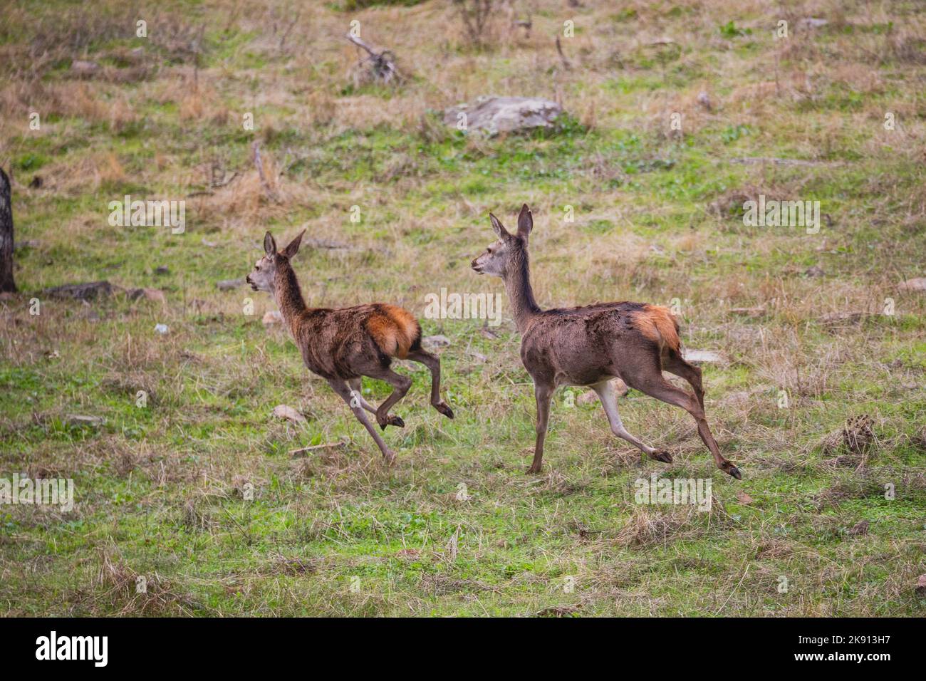 An aerial view of deer running on grassland Stock Photo - Alamy