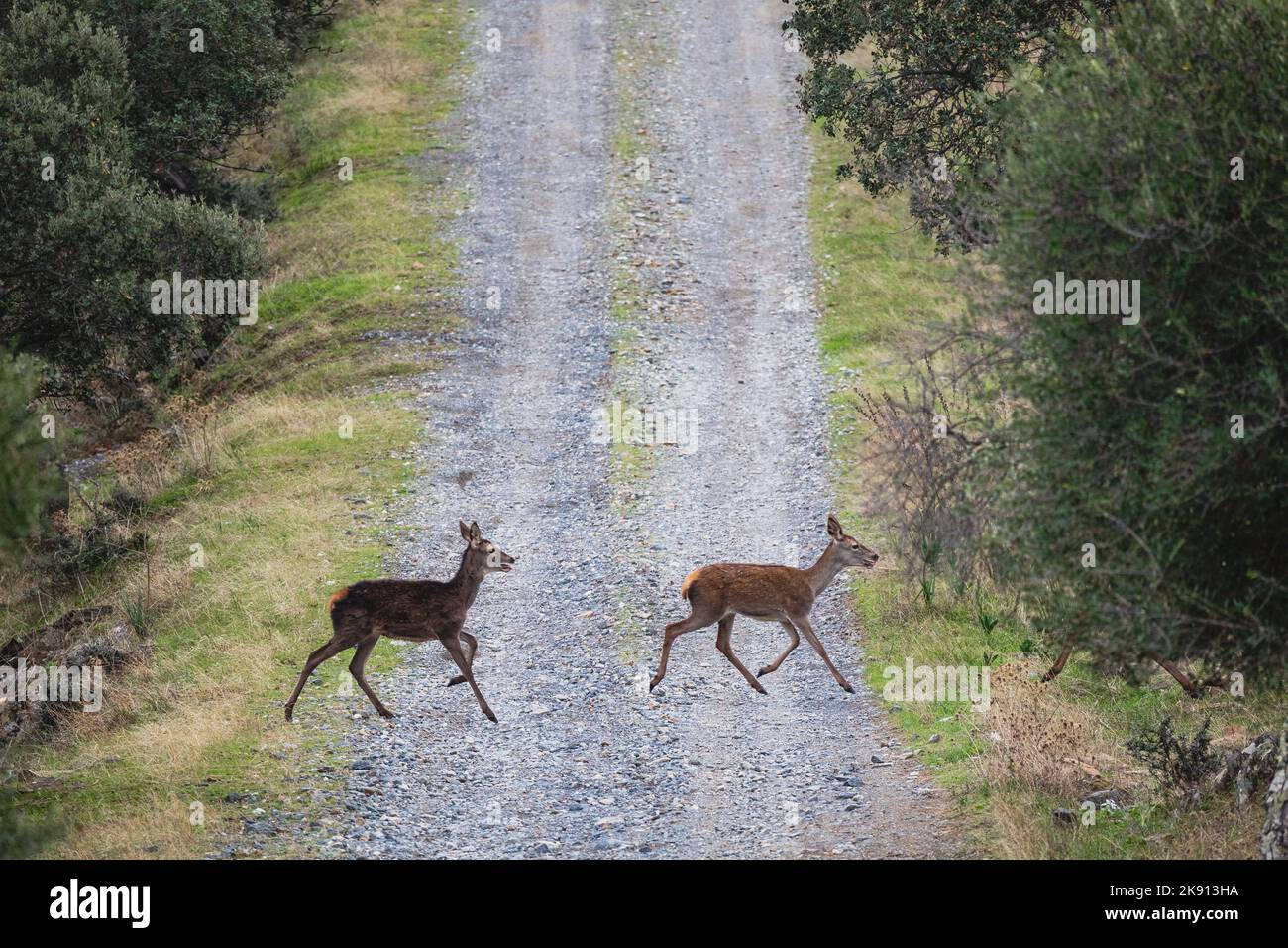 An aerial view of deer passing road Stock Photo - Alamy