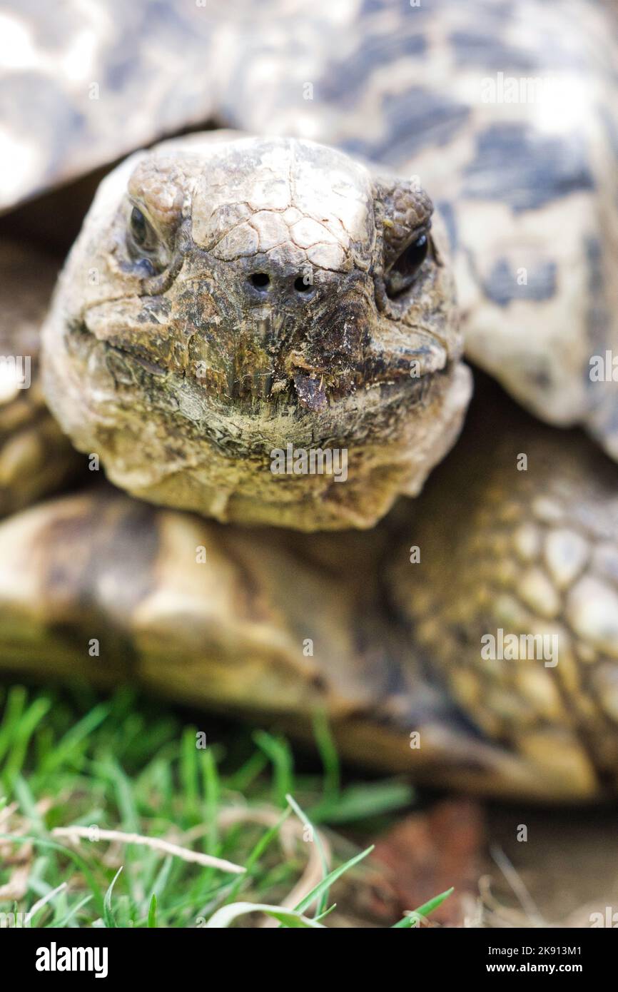 Skin of a turtle hi-res stock photography and images - Alamy