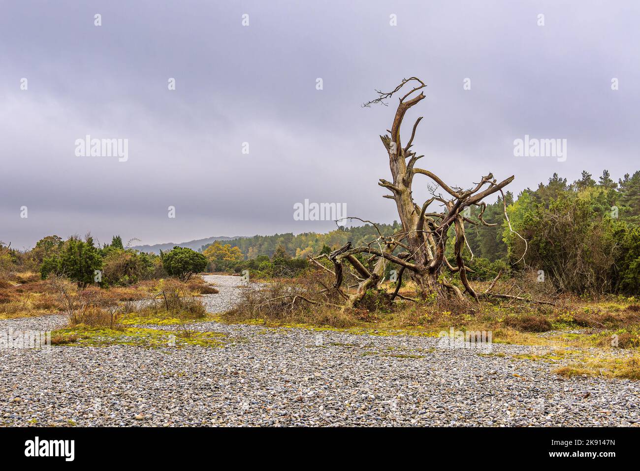 Flintstone field on the island Ruegen, Germany Stock Photo - Alamy
