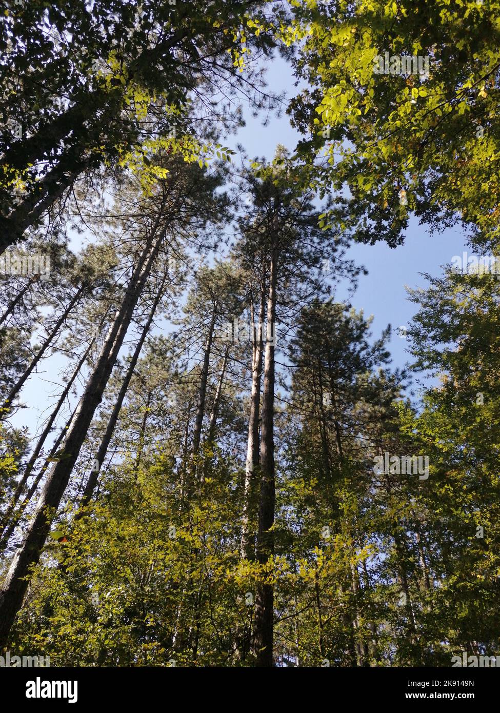 Tall thin trees hi-res stock photography and images - Alamy