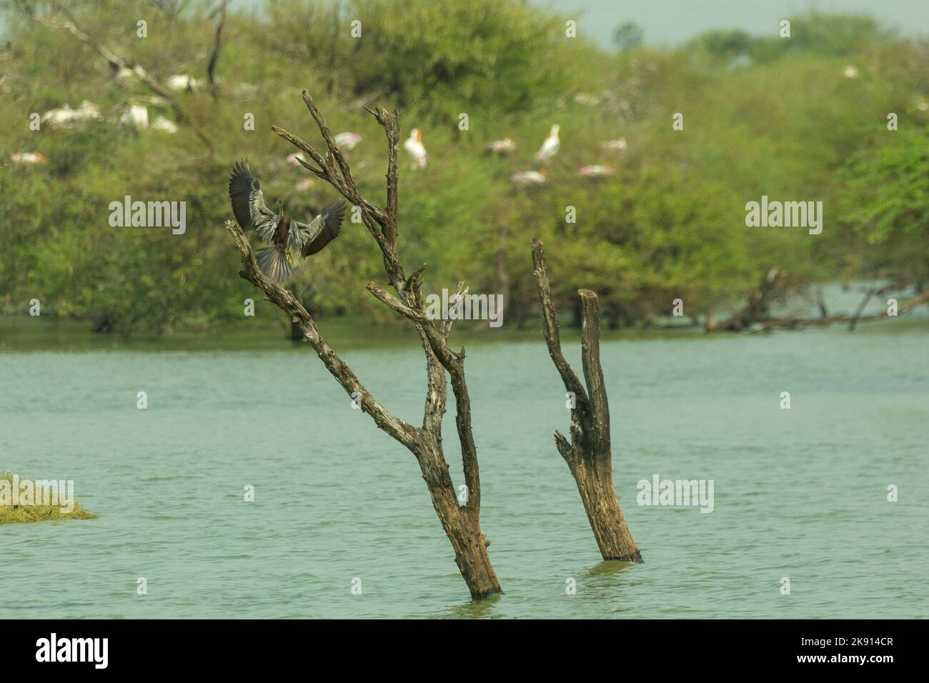 KOONTHANKULAM BIRD SANCTUARY Stock Photo - Alamy