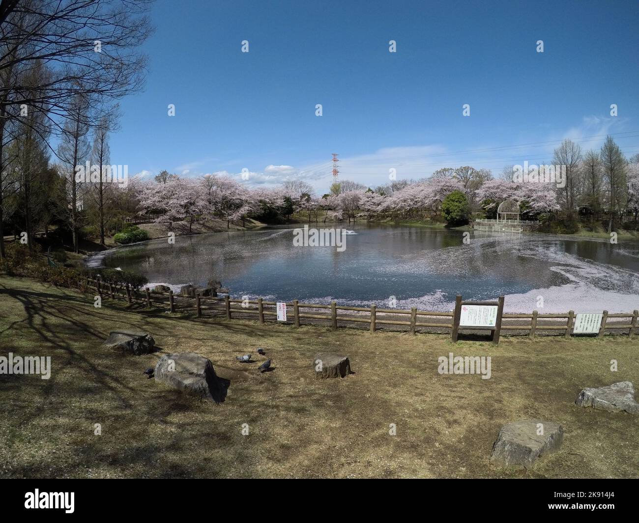 A high-angle of a pond in spring, with blooming trees around, clear sky ...