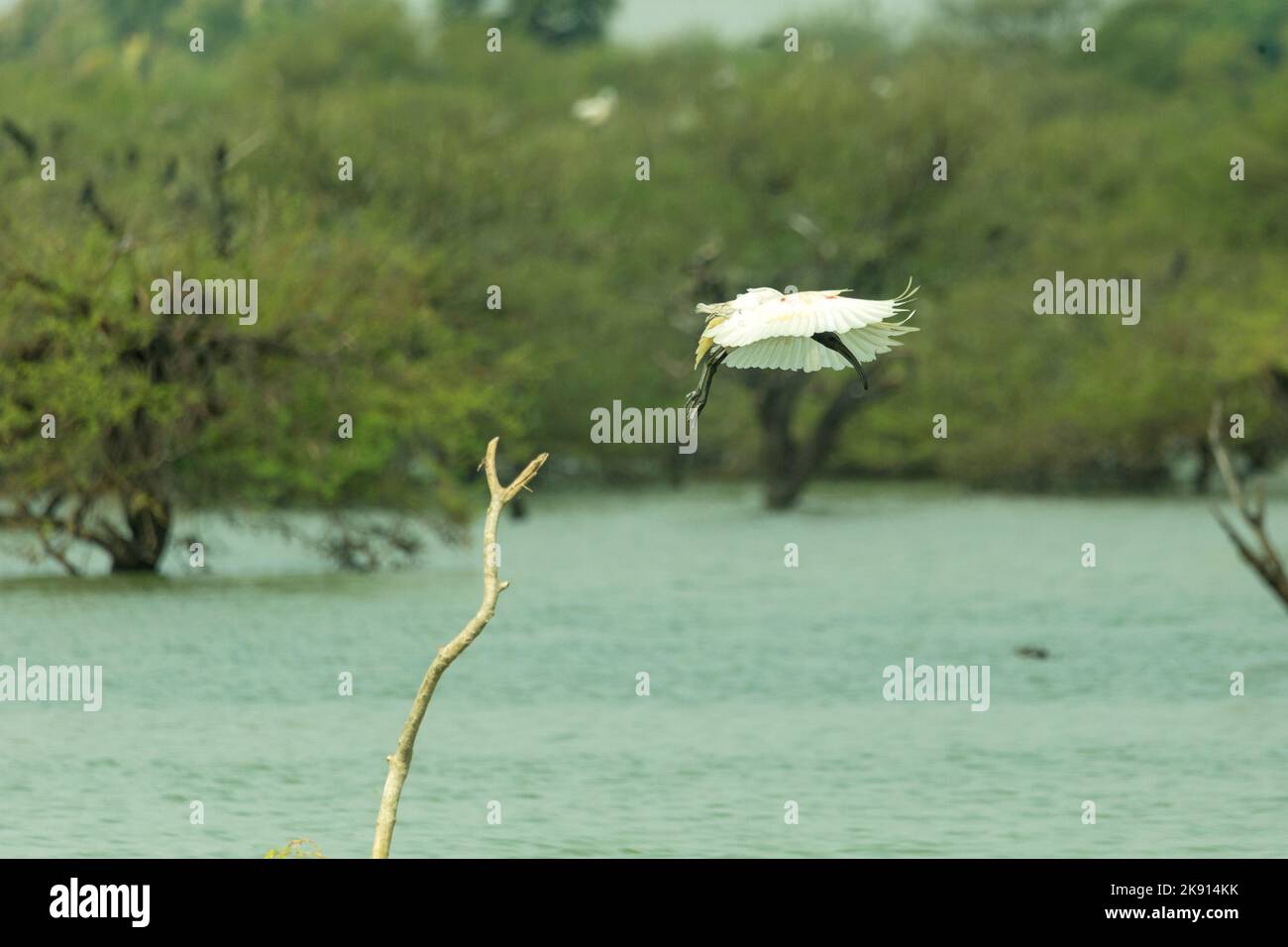 Koonthankulam bird sanctuary hi-res stock photography and images - Alamy