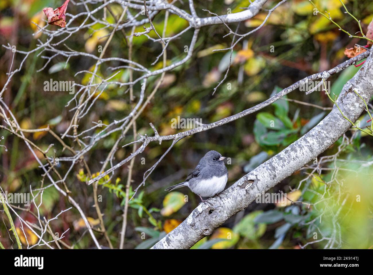 White winged junco hi-res stock photography and images - Alamy