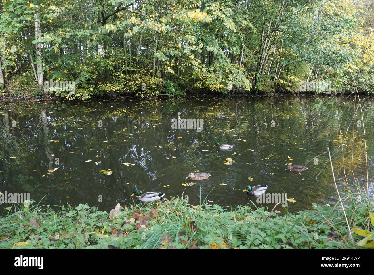 Ducks yorkshire canal hi-res stock photography and images - Alamy