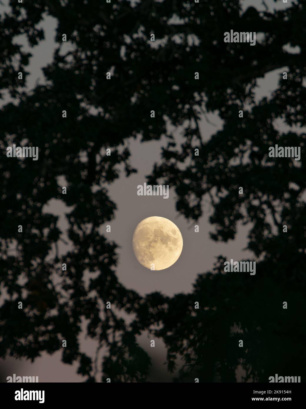 Moon shot through trees hi-res stock photography and images - Alamy