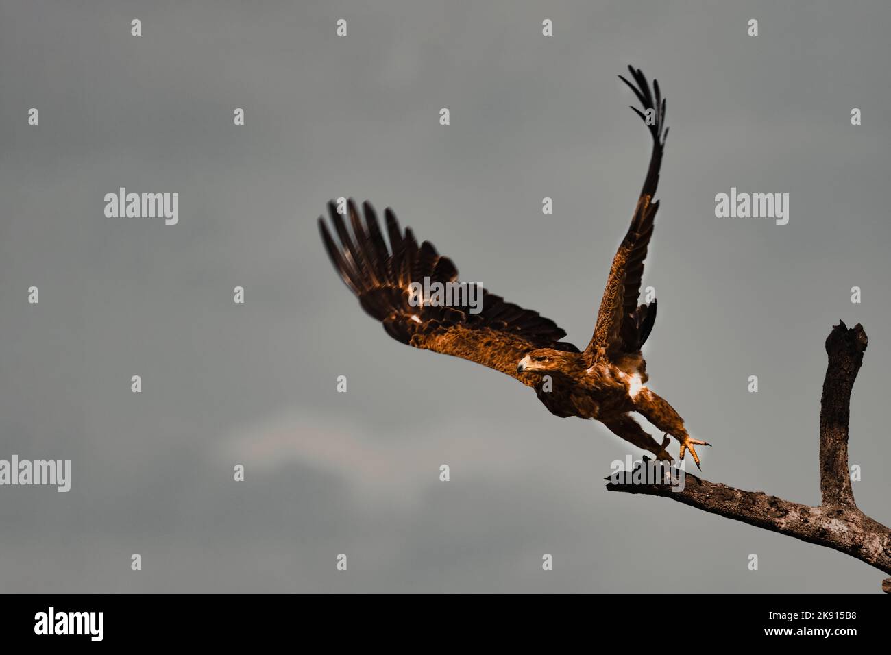 Getting ready for flight hi-res stock photography and images - Alamy