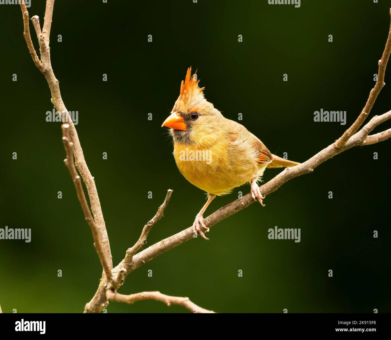 A closeup of a female Northern cardinal bird, Cardinalis cardinalis on ...
