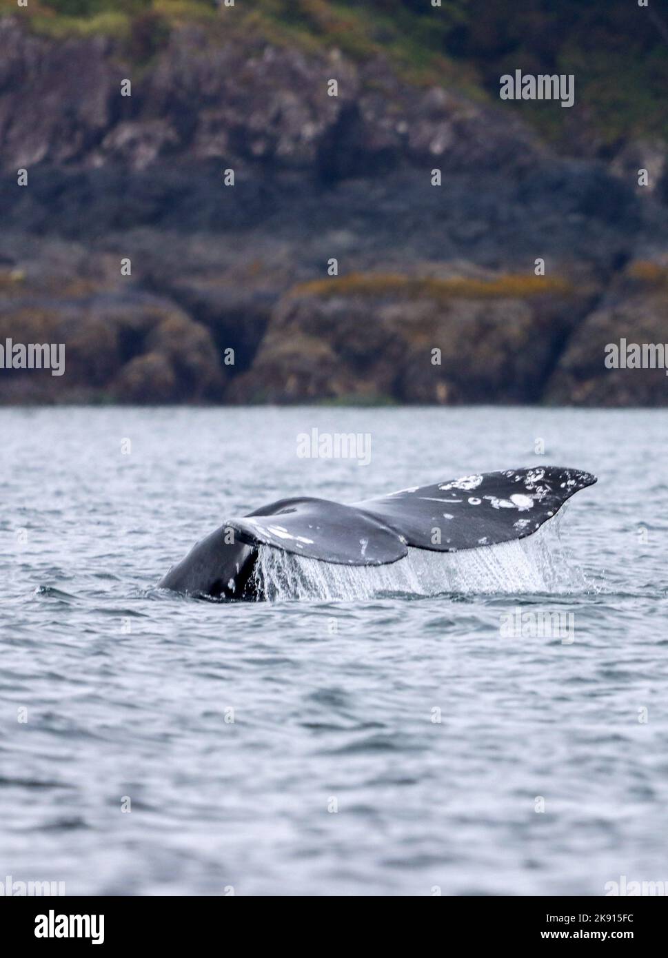 Grey whale eschrichtius robustus tail hi-res stock photography and ...
