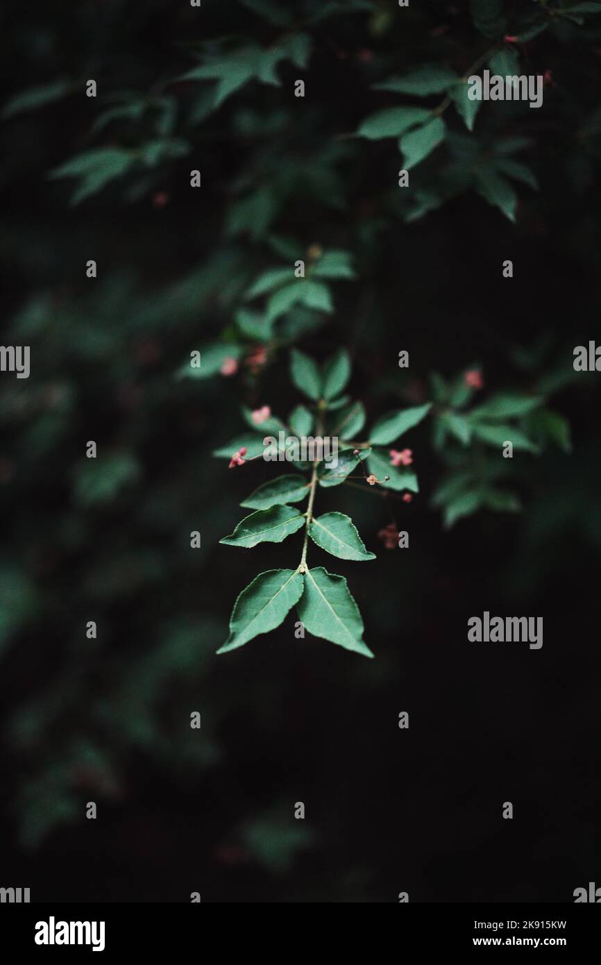 A vertical of a botanical background of common prickly ash plant leaves ...