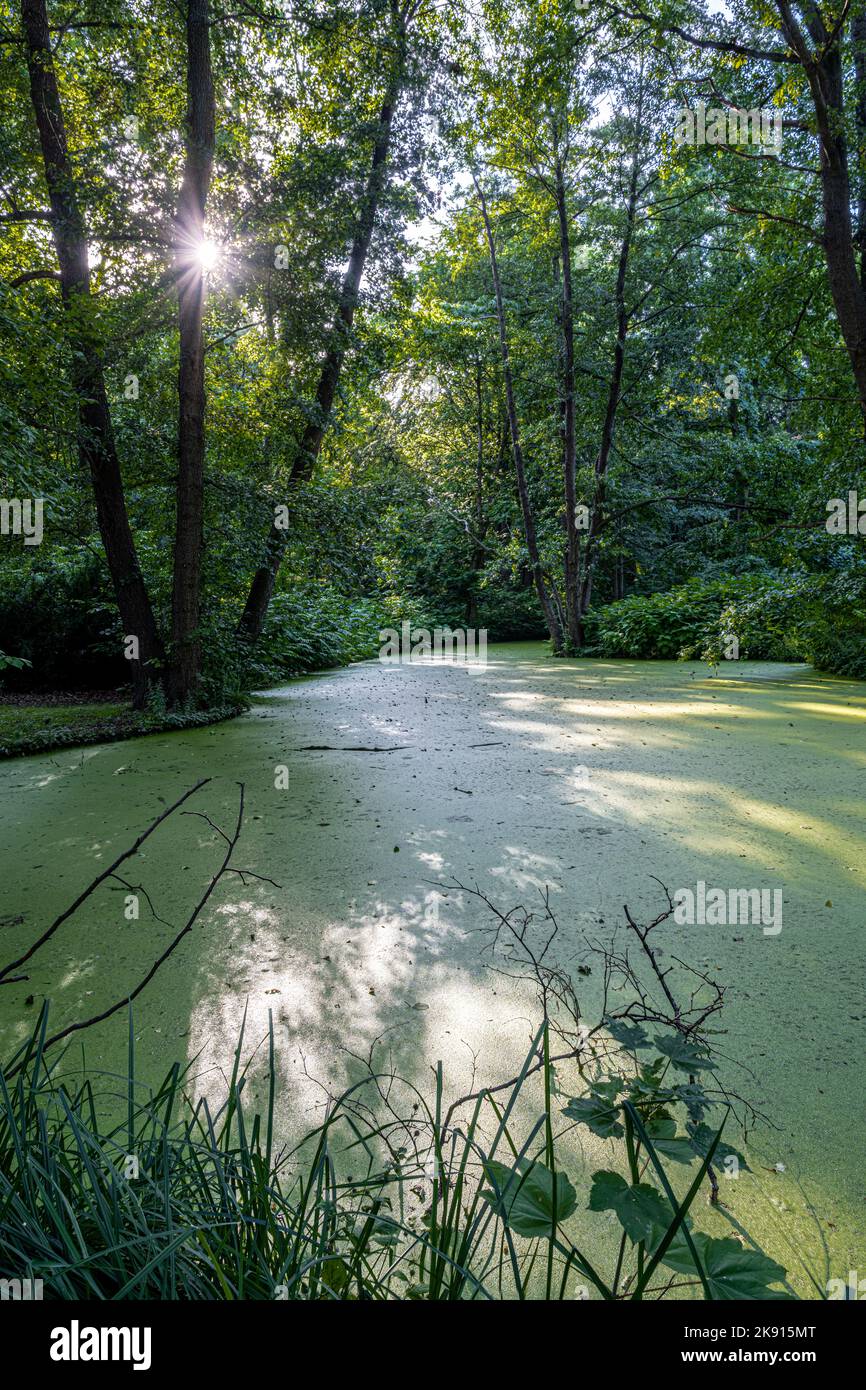 Fauler See in Tiergarten in Berlin, Germany Stock Photo - Alamy