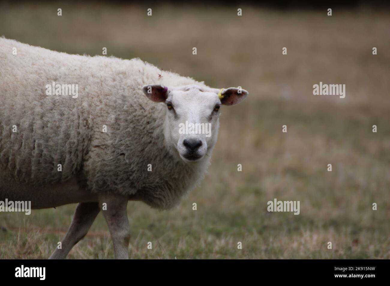 A white domestic sheep (Ovis aries) in the field staring at the camera ...