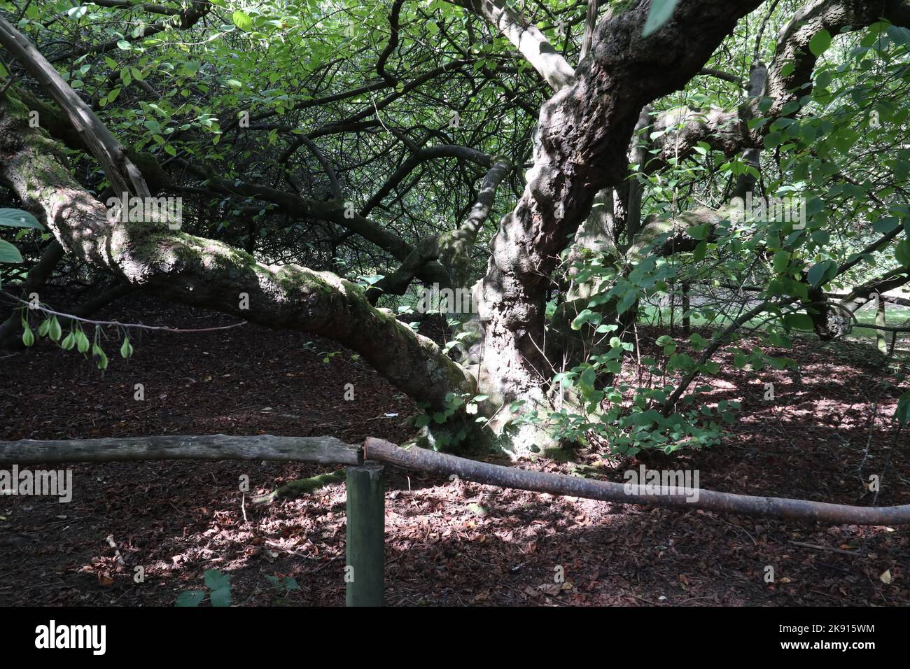 A big tree with long branches in the park Stock Photo - Alamy