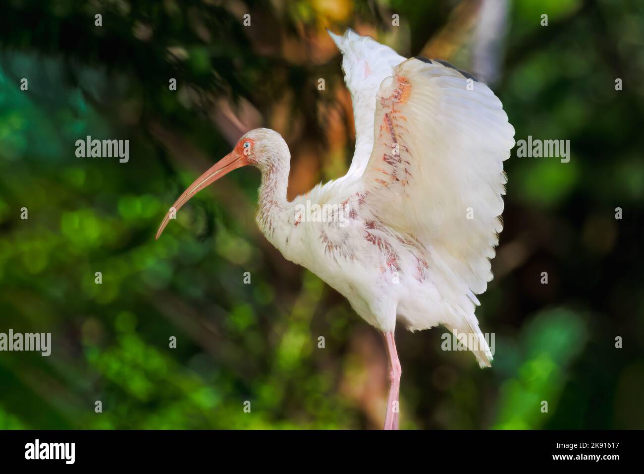 White Ibis standing with wings spread Stock Photo - Alamy
