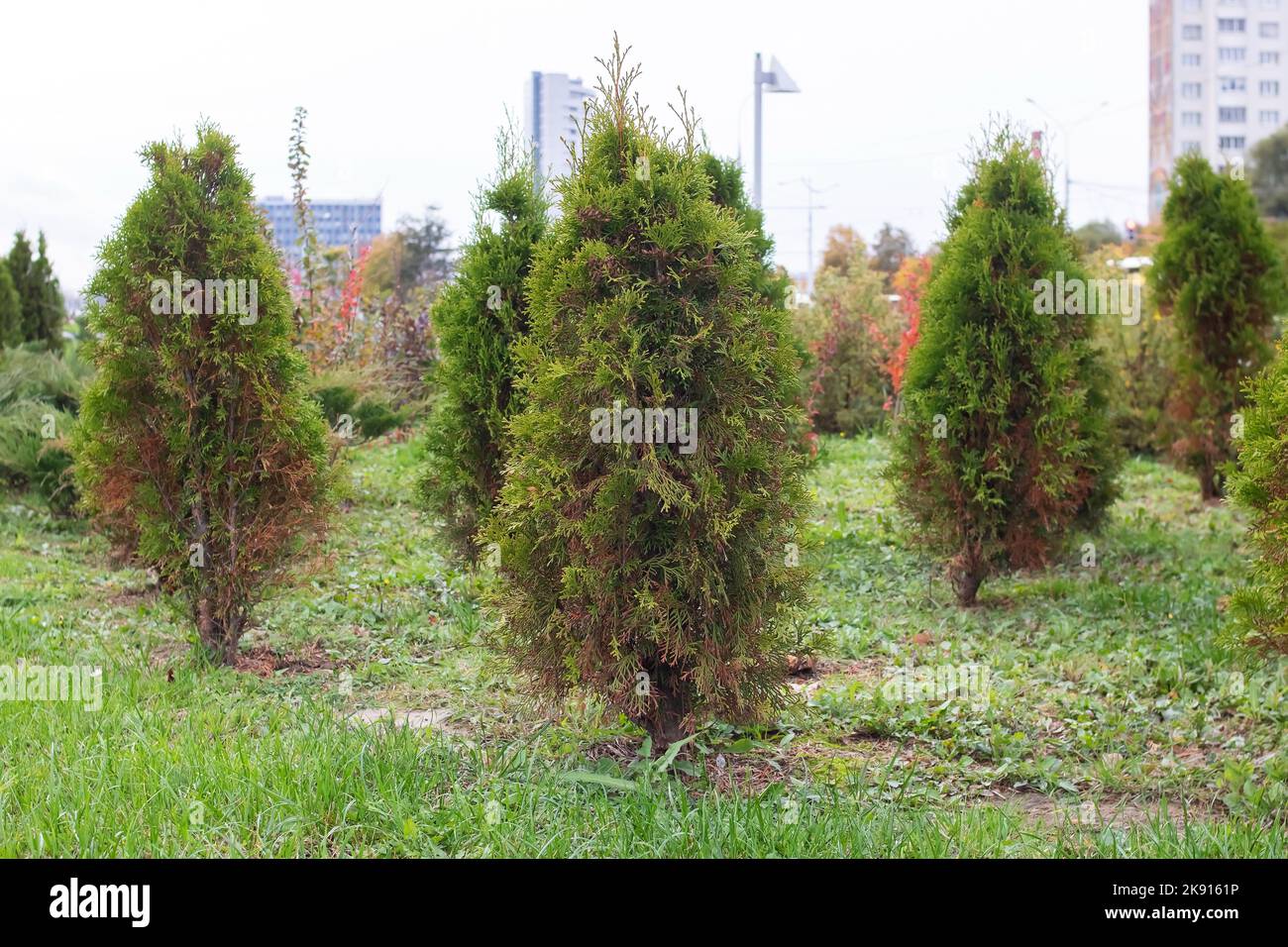 Neat bush hi-res stock photography and images - Alamy