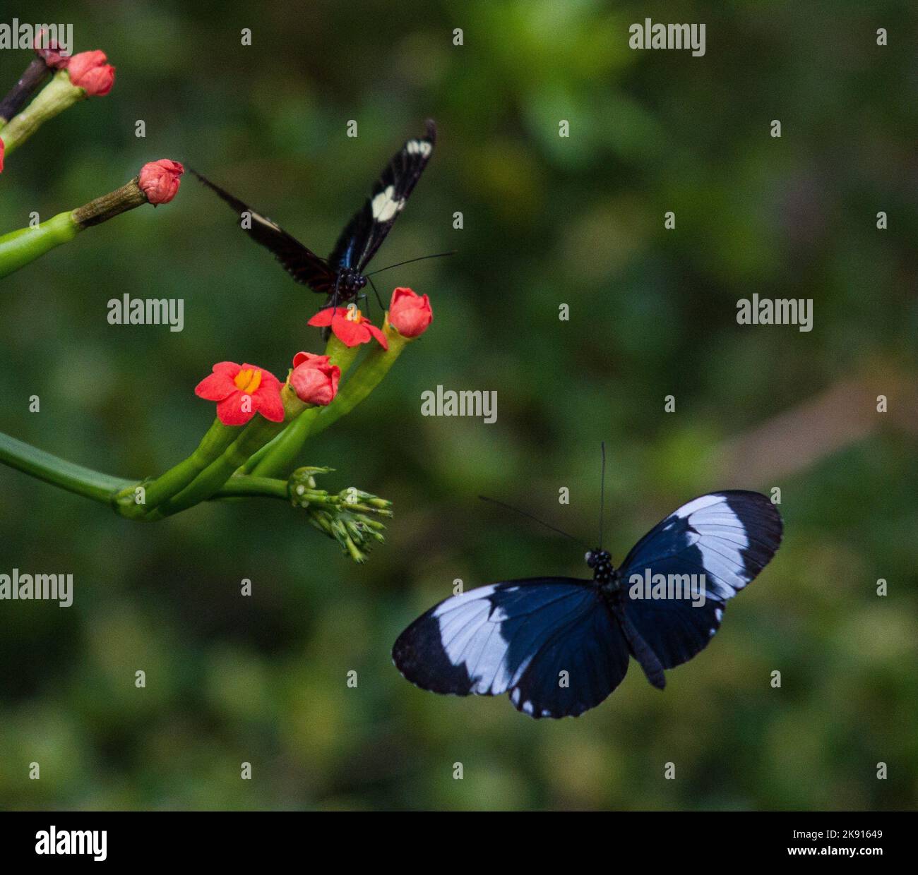A shallow focus shot of a couple of Sapho Longwing butterflies Stock Photo - Alamy