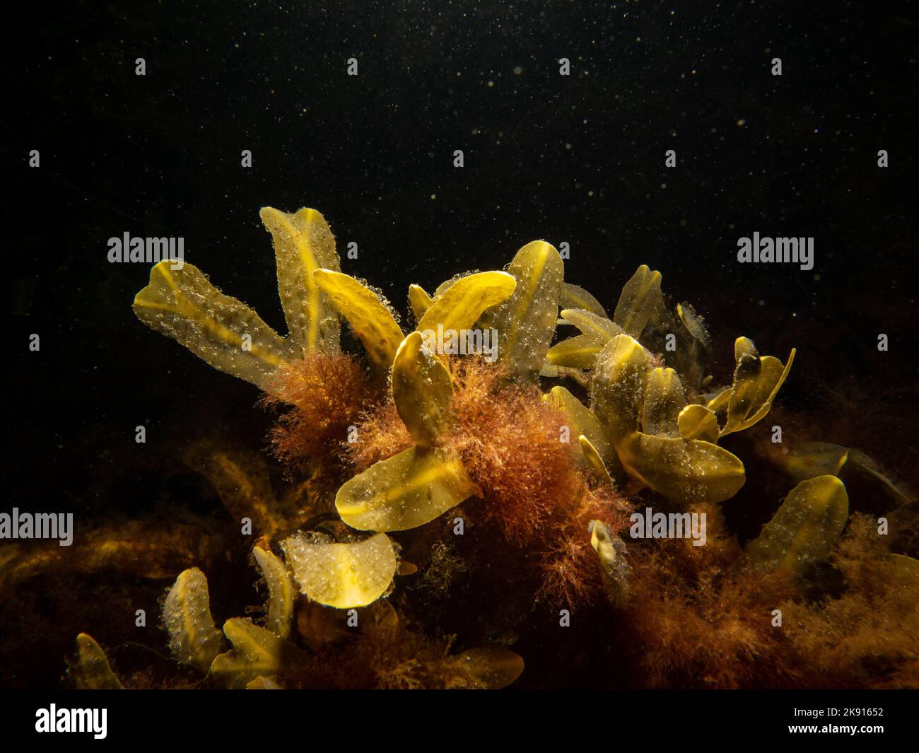 close up of bladderwrack, also known as bladder fucus, pop weed, cut ...