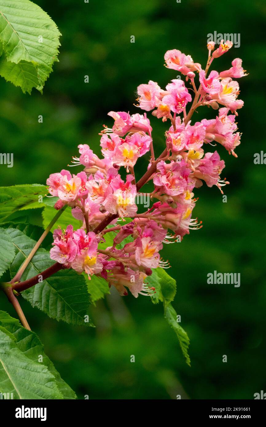 Aesculus x hi-res stock photography and images - Alamy
