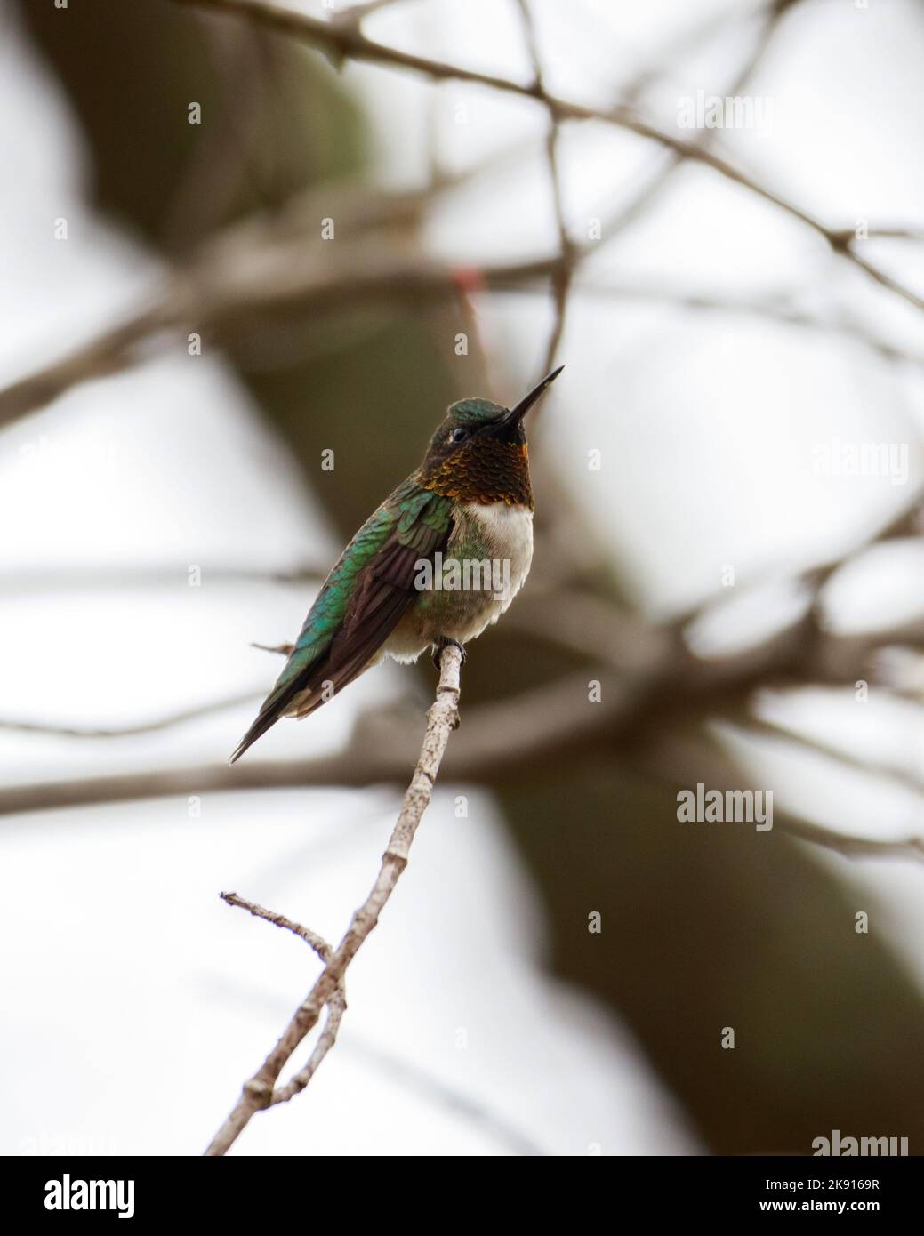 A male ruby-throated hummingbird showing his iridescent gorget feathers ...