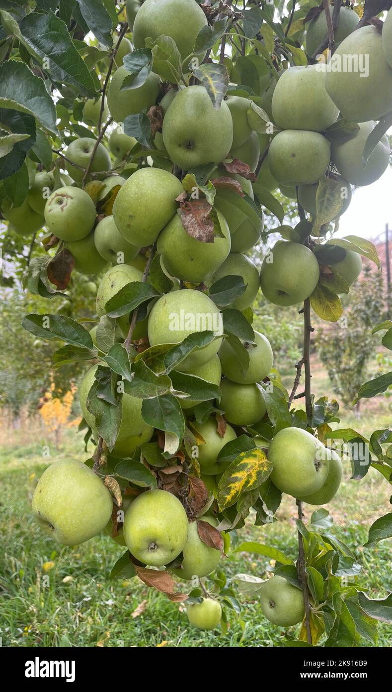 A vertical closeup of a branch of an apple tree with ripe fruits Stock ...