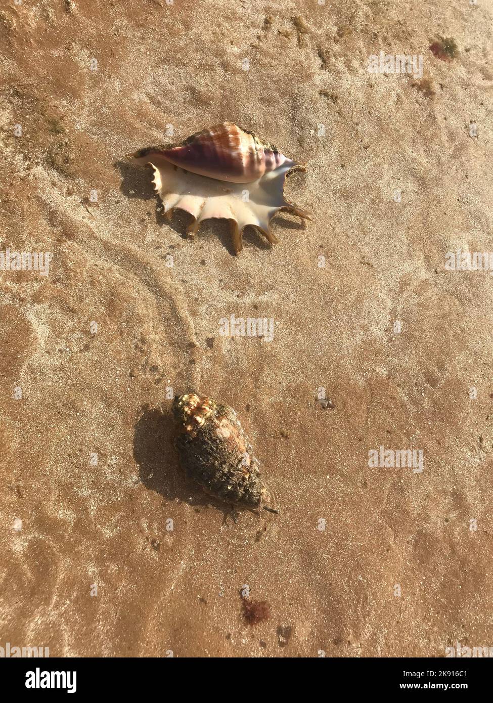 A vertical closeup of two seashells on the sand Stock Photo - Alamy