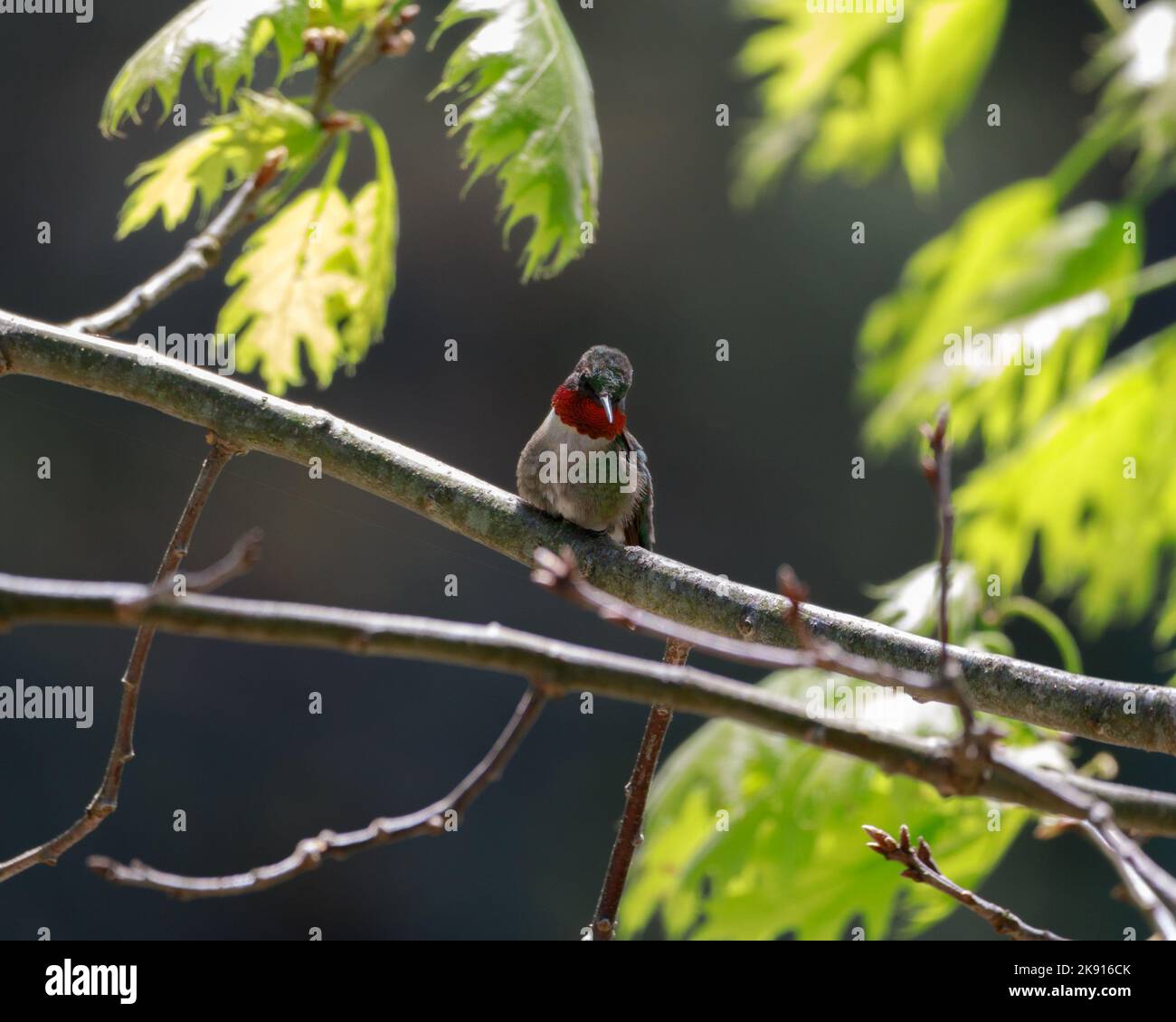 A male ruby-throated hummingbird showing his iridescent gorget feathers ...
