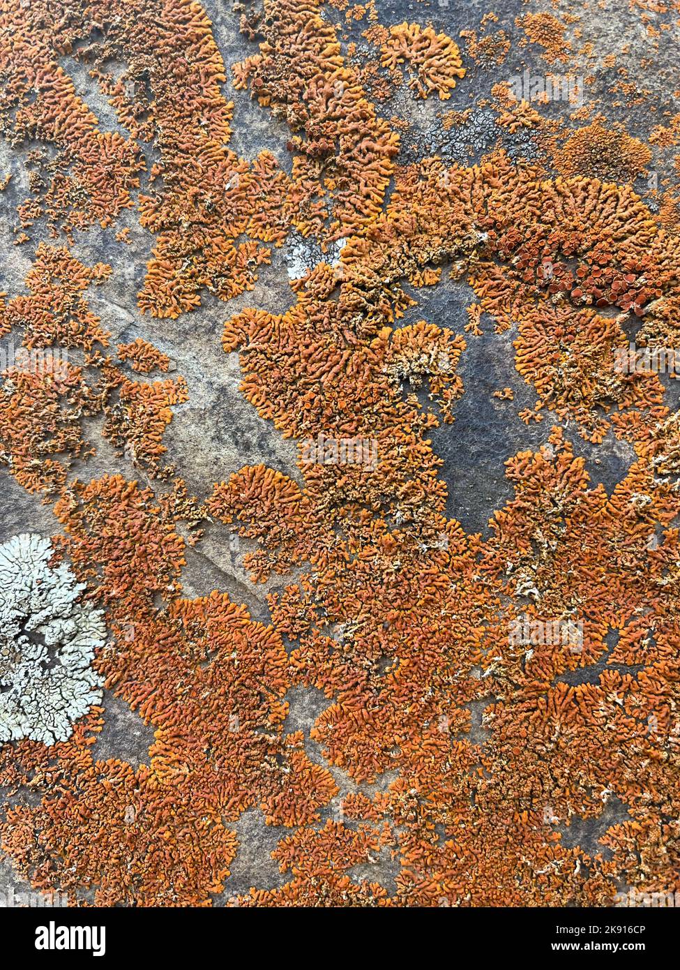 A vertical closeup of a rock covered with Crustose lichens Stock Photo ...