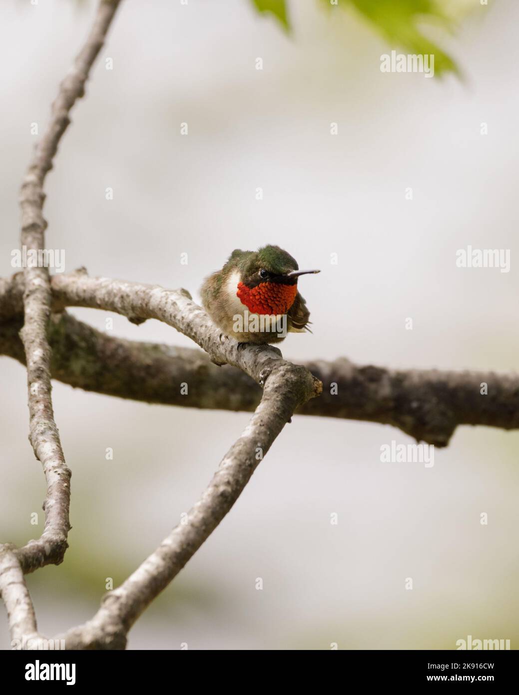 A male ruby-throated hummingbird showing his iridescent gorget feathers ...