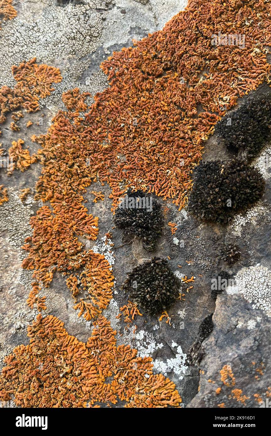 Rock covered crustose lichen hi-res stock photography and images - Alamy