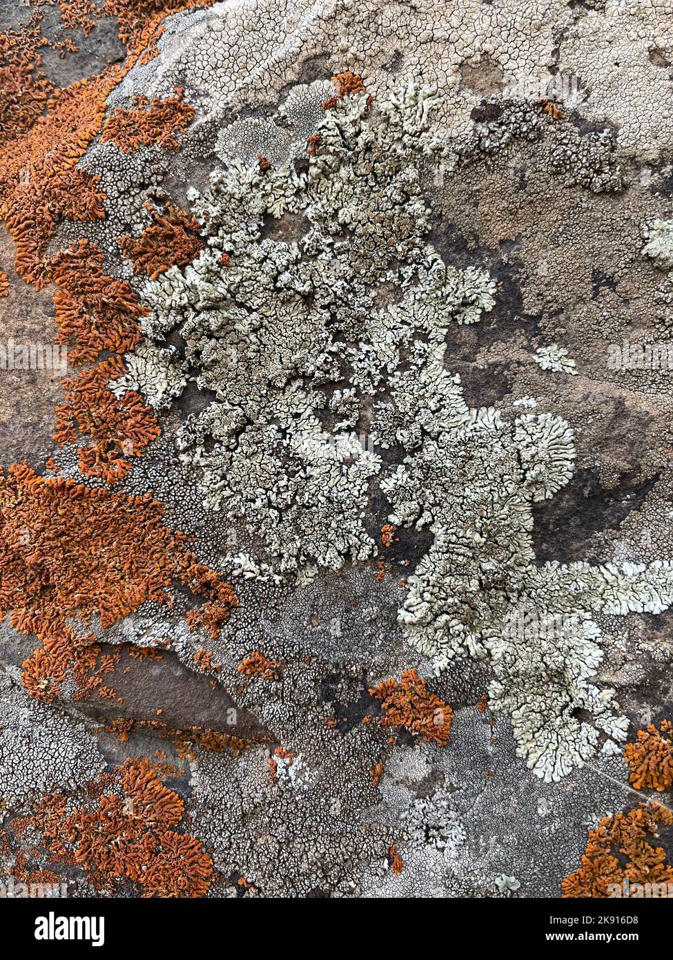 Rock covered crustose lichen hi-res stock photography and images - Alamy