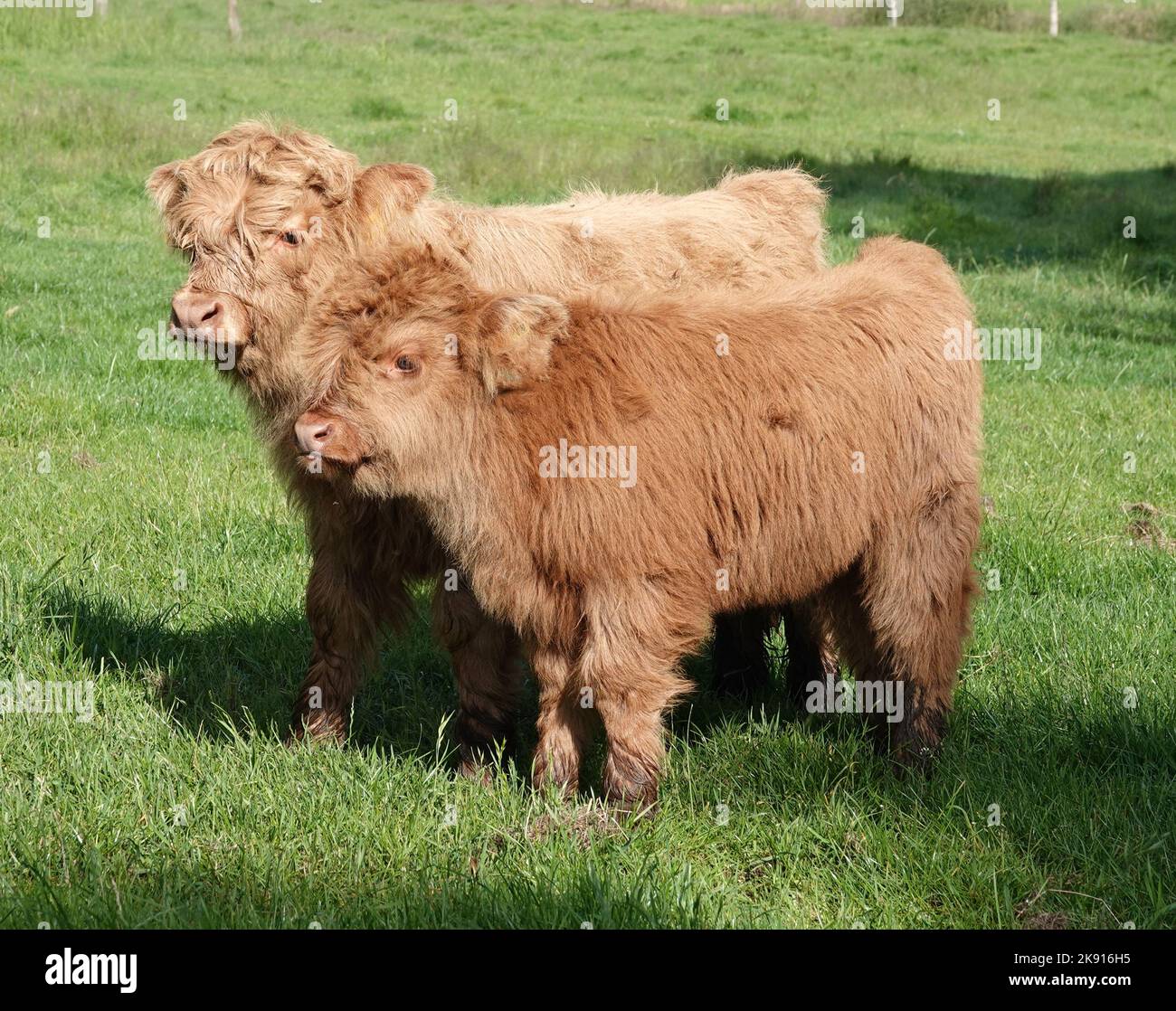 Two Highland calves on a meadow in Germany. Their coat color is yellow ...