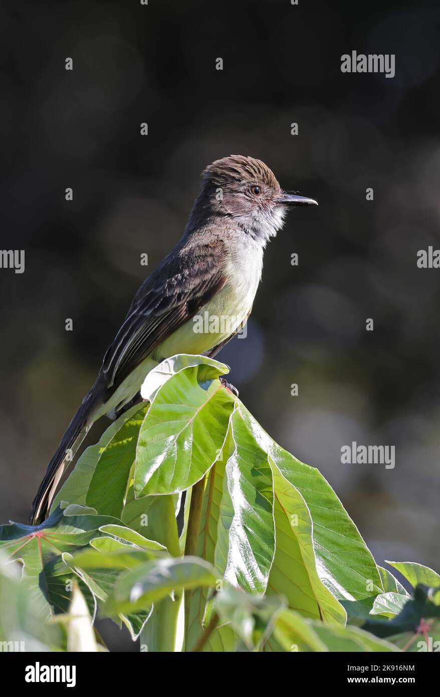 Top azul hi-res stock photography and images - Alamy