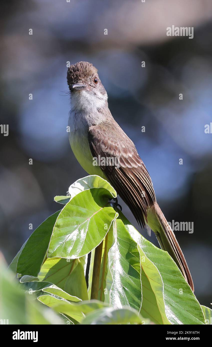 Short-crested Flycatcher (Myiarchus ferox) adult perched on top of tree ...